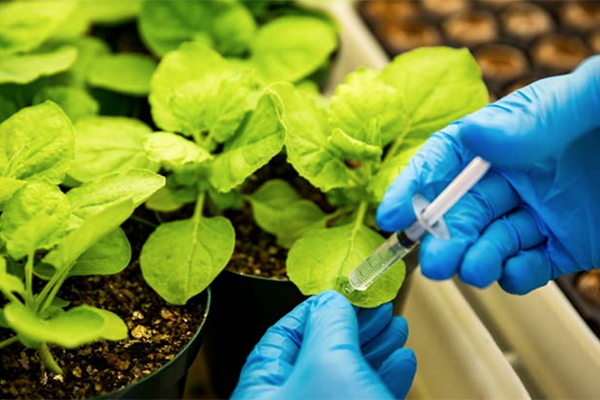 Science Diplomacy Capital for Africa – Multilateral collaboration ...